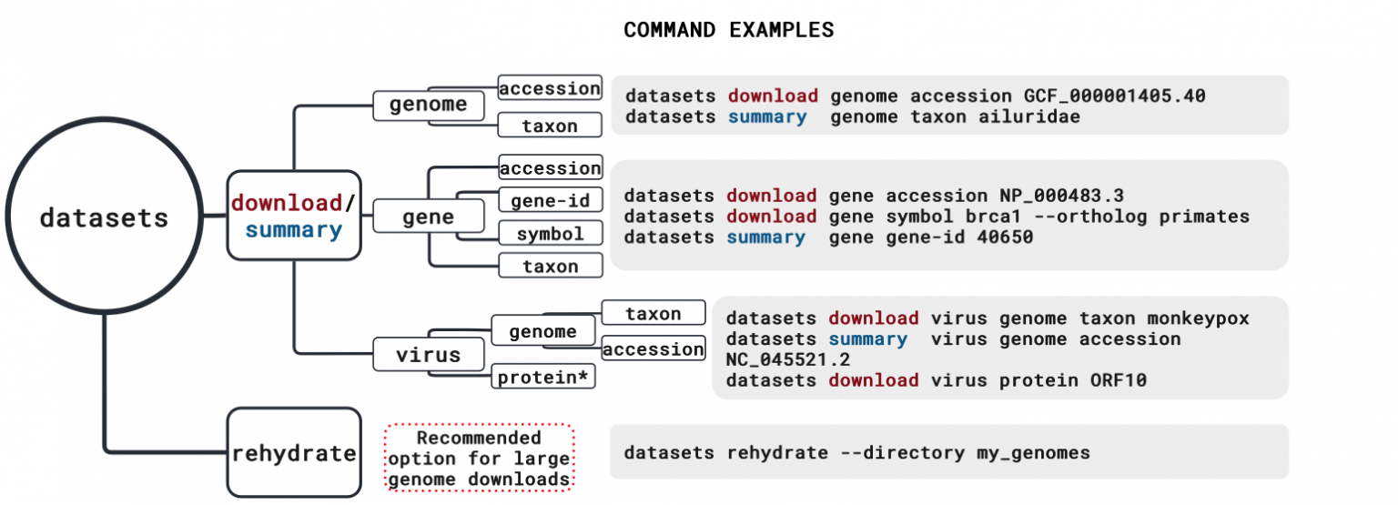 NCBI Datasets 下载序列的利器 – 云生信