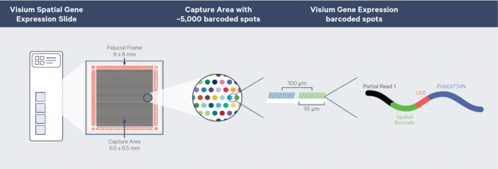 超简单！使用spaceranger做空间转录组分析 – 云生信