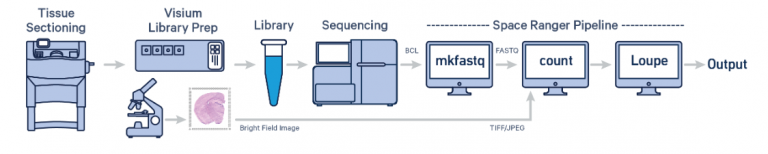 超简单！使用spaceranger做空间转录组分析 – 云生信