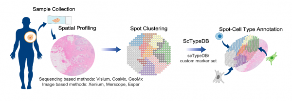 scType的功能又双叒叕更新啦！反卷积算法为空间转录组细胞类型注释赋能！ – 云生信