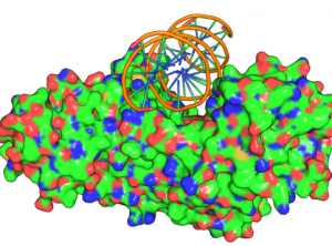 错过真的会后悔！三分钟教会你用PyMol深度解析蛋白质与DNA的三维结构！ – 云生信